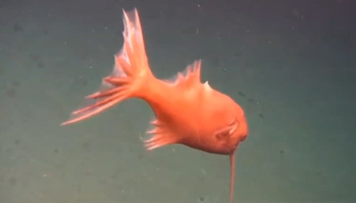 Strange sea creatures spotted in Kermadec Trench, one of the deepest ...