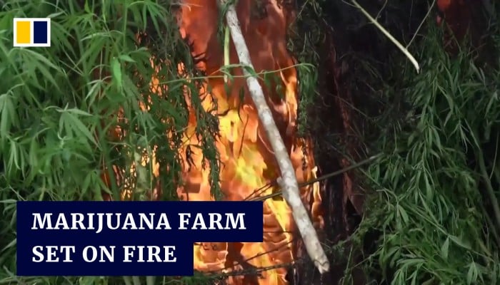 Indonesian police set fire to 11 hectares of marijuana plantation ...