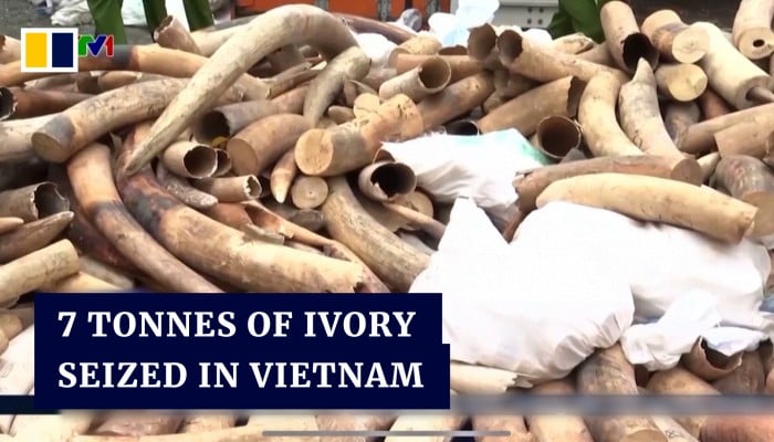 Vietnam seizes its largest haul of smuggled African ivory in more than ...
