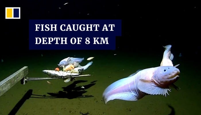 Scientists break separate records for deepest fish ever caught and ...