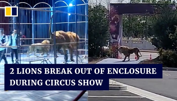 2 Lions Break Out Of Enclosure During Circus Show In China South
