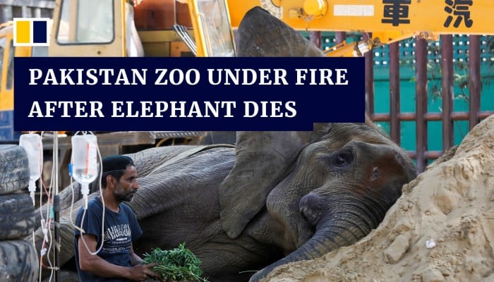 Elephant death in Karachi reignites calls to shut down Pakistan zoos ...