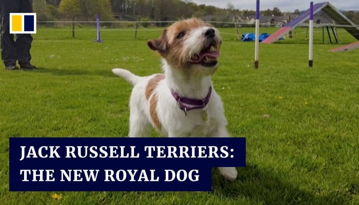 Jack Russell Terrier reigns over corgis with new royal couple on ...