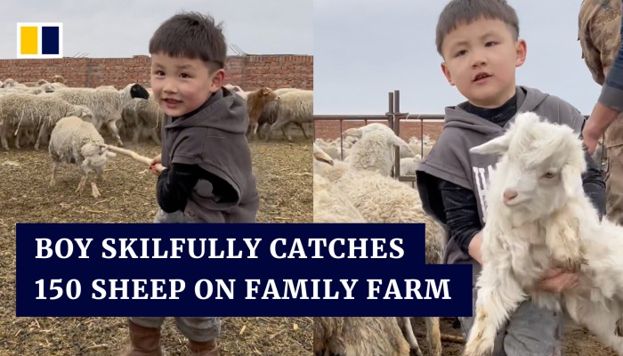Chinese boy skilfully catches 150 sheep on family farm | South China ...