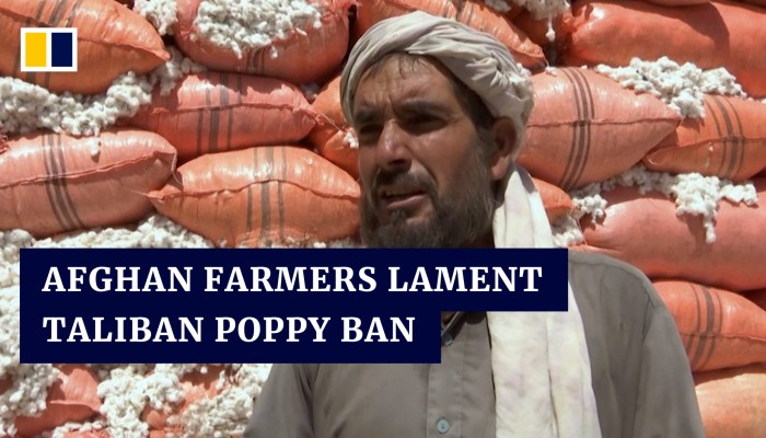 Afghan Farmers Struggle To Turn Profits With Cotton After Taliban Poppy Opium Ban South China