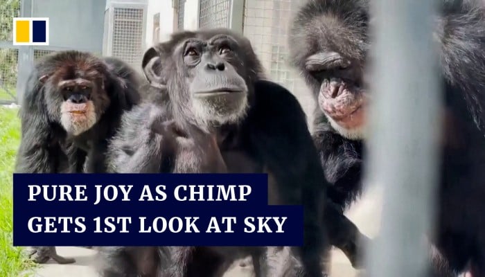 Emotional moment as chimpanzee sees open sky for first time after 28 ...