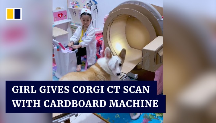 Chinese girl plays doctor giving corgi CT scan with cardboard machine ...