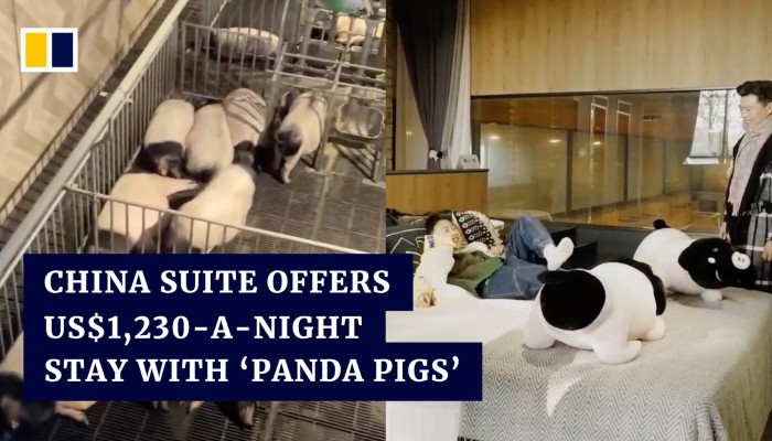 ‘Luxury pig-view hotel room’: China suite offers US$1,230-a-night stay ...