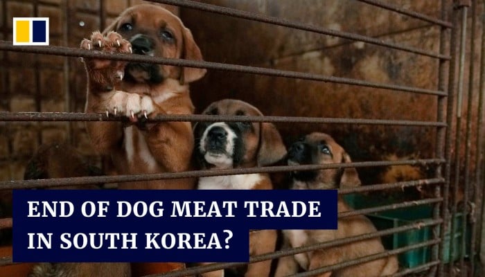 South Korean dog meat farmers push back against consumption ban | South ...