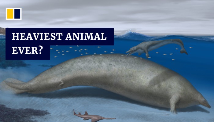 Scientists discover massive ancient whale, weighing more than modern blue whales | South China ...
