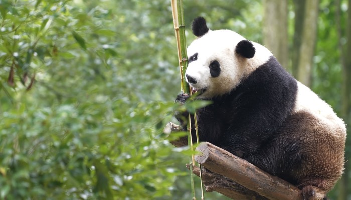 Mainland Chinese panda experts in Hong Kong to offer breeding help ...