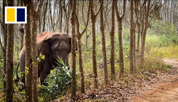 Wild elephant alerts police to hidden drugs in forest in China’s ...