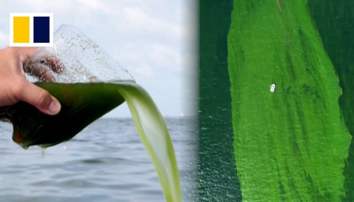 ‘They’re all dead’: Severe plankton bloom in Thailand killing marine ...