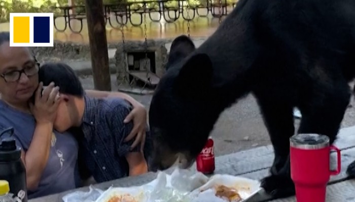 Hungry bear interrupts family picnic in northern Mexico, feasts on tacos and enchiladas | South ...