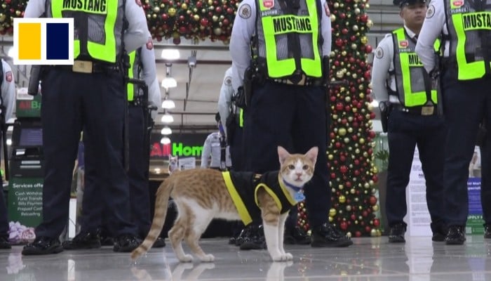 Paw patrol: Philippine security guards adopt stray cats | South China Morning Post