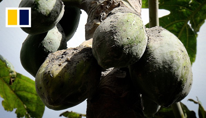 Getting to know North America’s little-known fruit | South China ...