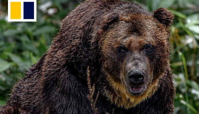 Bear attacks on the rise in Japan as climate change drives food ...
