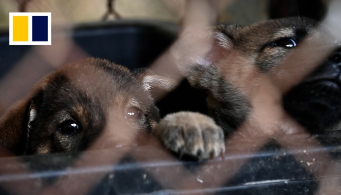Vietnam slaughterhouse frees dogs that were being raised to sell for ...