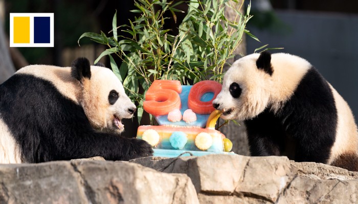 Washington National Zoo S Last Giant Pandas Returned To China Amid