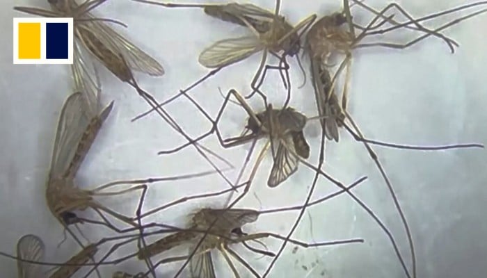 Mosquito Scientist Leading Fight Against The Worst Dengue Outbreak Ever In Bangladesh South