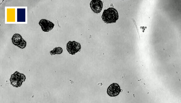 Biological Robots Made From Human Cells Show Promise For Use In Medical