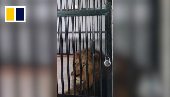 Uproar in India in court case involving lion named after Muslim emperor ...