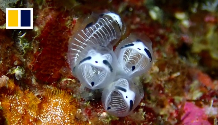 Japanese netizens help uncover tiny undersea creatures that resemble ...