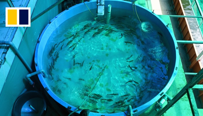 Can this hi-tech fish farm help Singapore source more local food ...