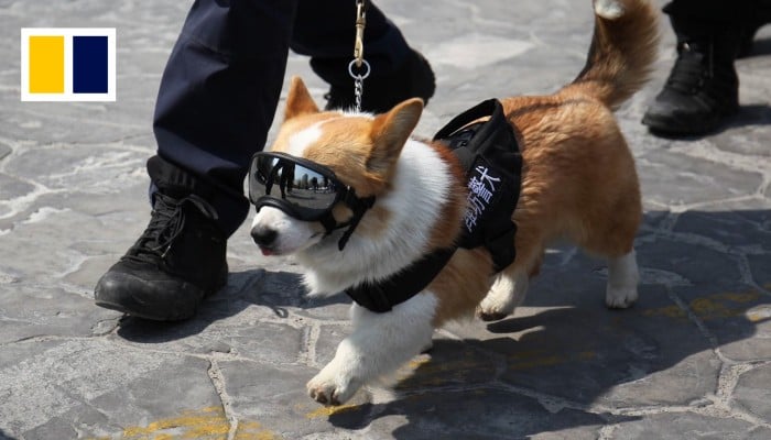 China’s first corgi police dog makes public debut | South China Morning ...
