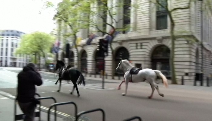 Escaped army horses run wild in central London during rush hour | South ...