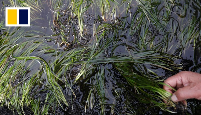 Japan’s endangered seaweed shows potential as an eco-friendly supercrop ...