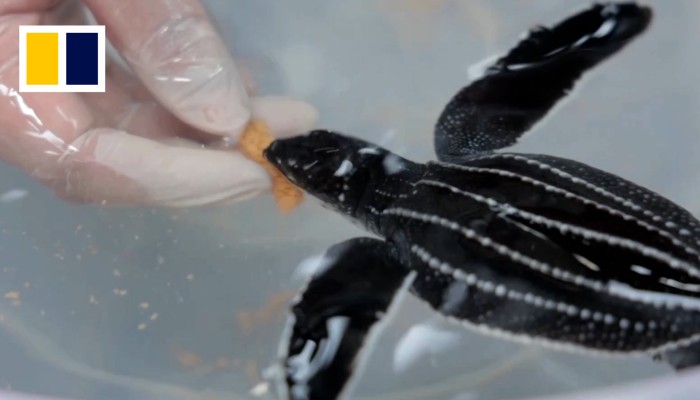 Thailand’s hand-raised baby leatherback sea turtles fight extinction ...