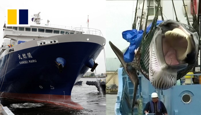 Japan launches controversial whaling ship to ‘boost demand’ for whale ...