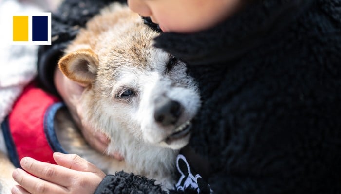 Japanese Shiba Inu who inspired ‘Doge’ meme dies at 18 | South China ...