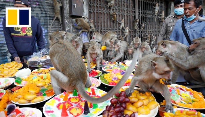 Thai city starts rounding up urban macaques to tackle monkey menace ...