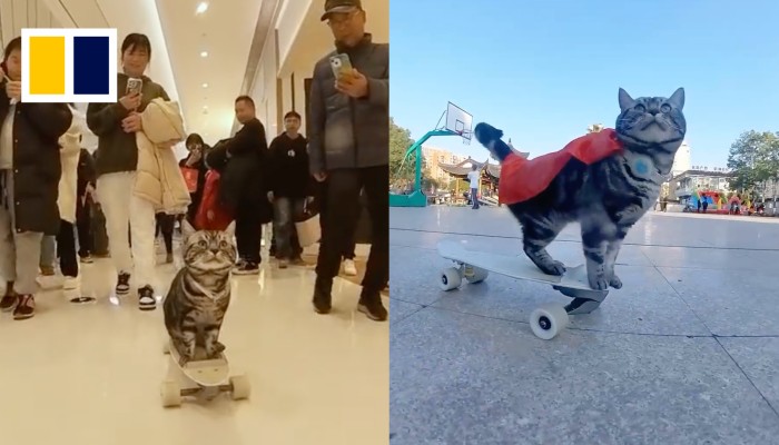Skateboarding cat in China breaks Guinness world record | South China ...