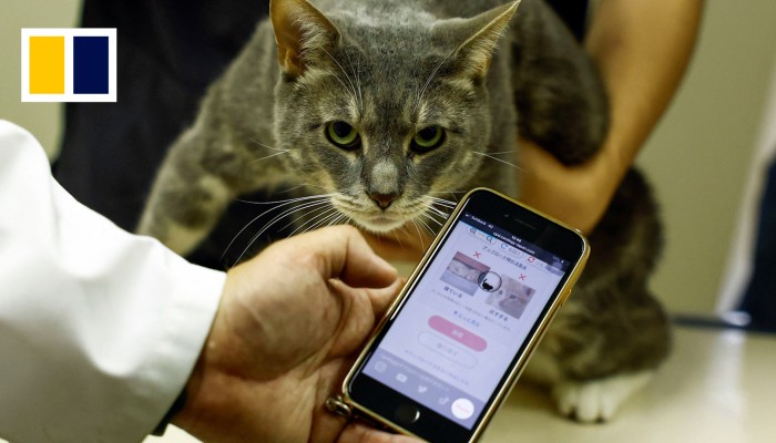 Japanese AI app can detect when cats are in pain | South China Morning Post