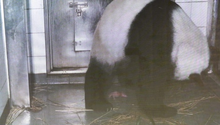Hong Kong welcomes twin cubs by world’s oldest first-time giant panda ...