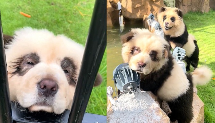 Chinese zoo dyes dogs’ fur to make them look like pandas, sparking ...