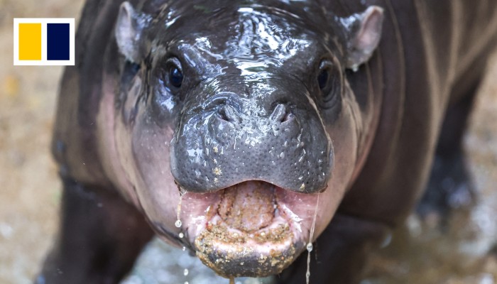 ‘She is literally everywhere’: Moo Deng the Thai pygmy hippo sparks ...