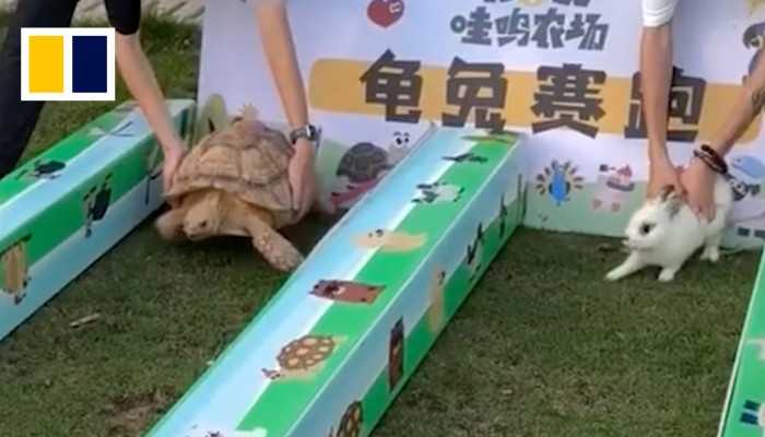 ‘The Tortoise and the Hare’ plays out in real life in China | South ...
