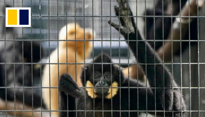 Hong Kong zoo partially closes after 8 monkeys found dead, necropsy ...