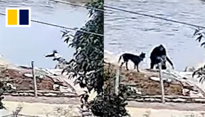 Elderly man dives into pond to save drowning boy in China | South China ...