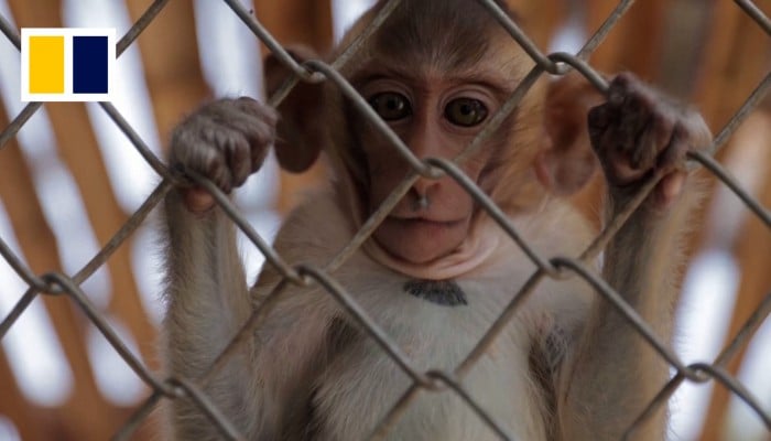 Caged monkeys enjoy annual buffet festival in Thailand for first time ...