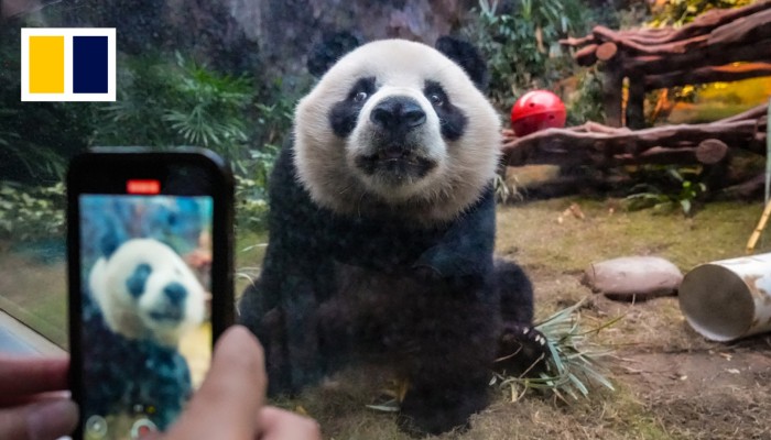 A first look at Hong Kong's new giant pandas An An and Ke Ke | South China Morning Post