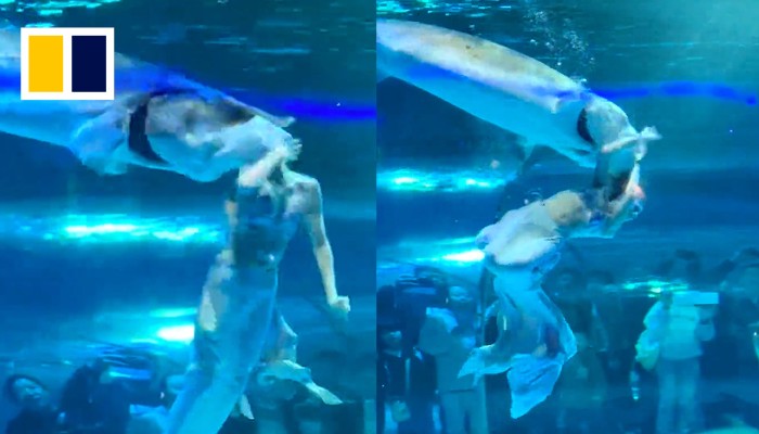 Fish attacks ‘mermaid’ at aquarium in China | South China Morning Post