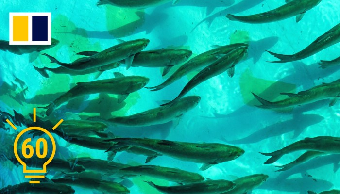 Singapore floats hi-tech fish farm to meet food demands | South China ...