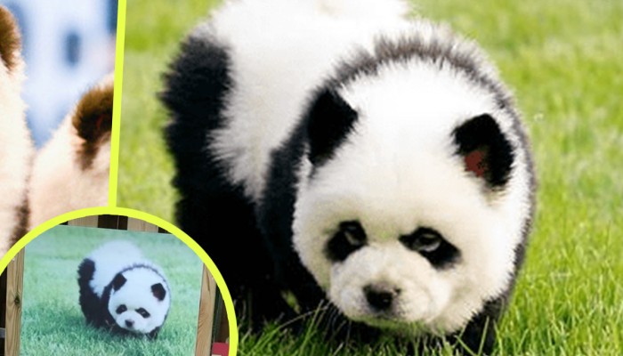 panda bear dog