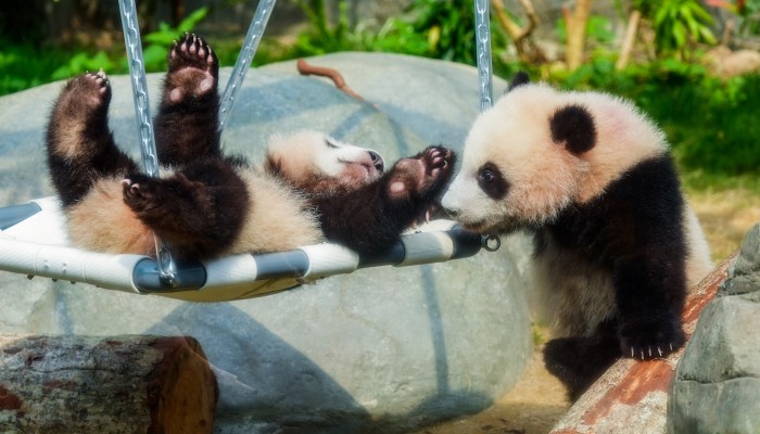 panda cubs playing