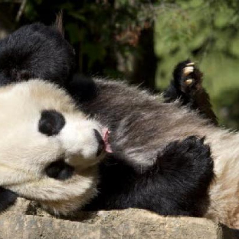 Liver problem to blame for panda cub death, says US zoo | South China ...